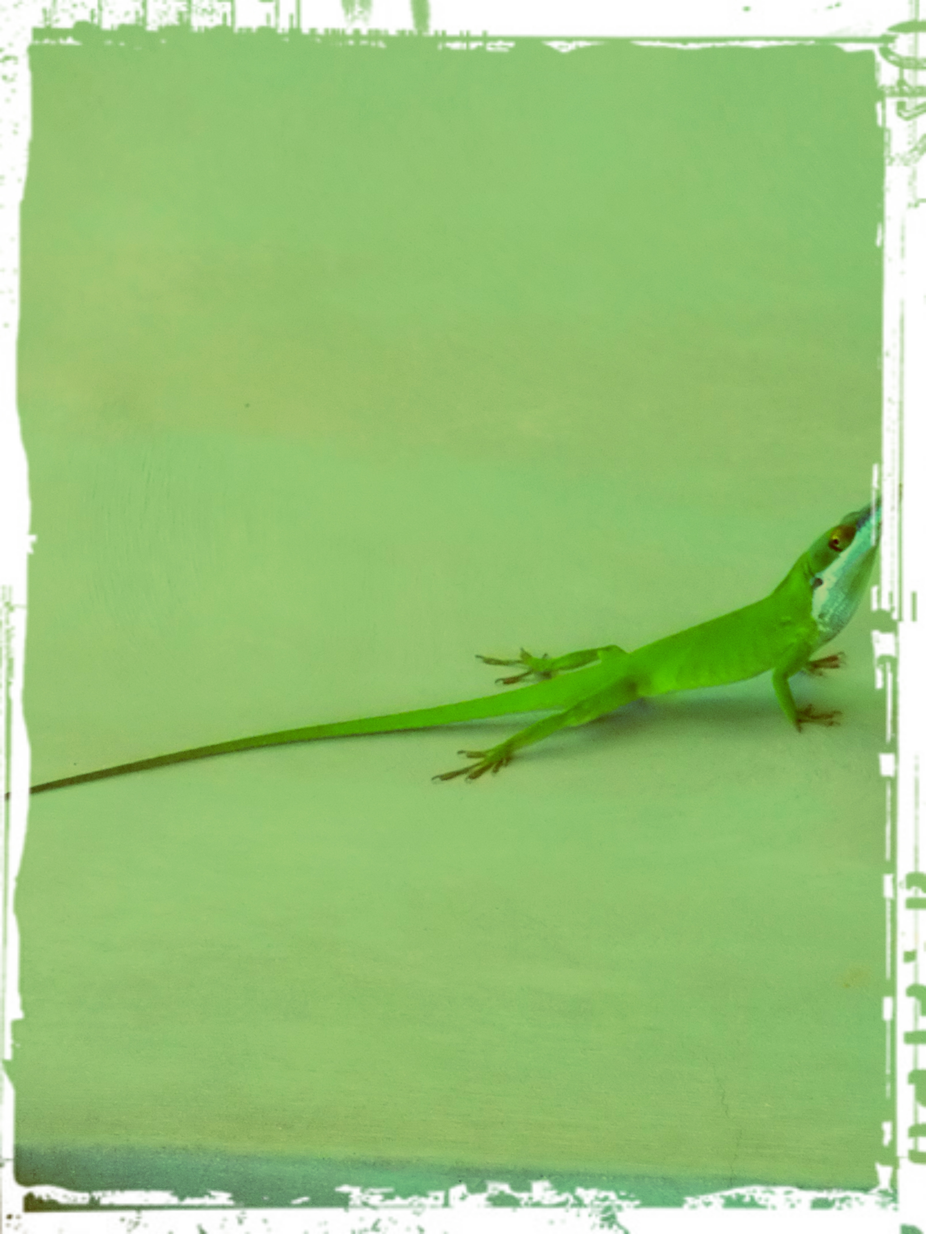 harmless lizard_WWLOR | Women Who Live On Rocks