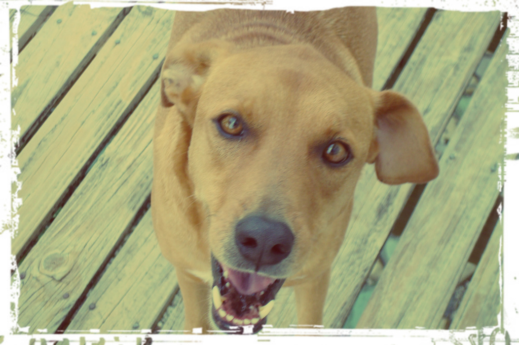 A Brief Survey of Island Doggie Denizens | Women Who Live On Rocks