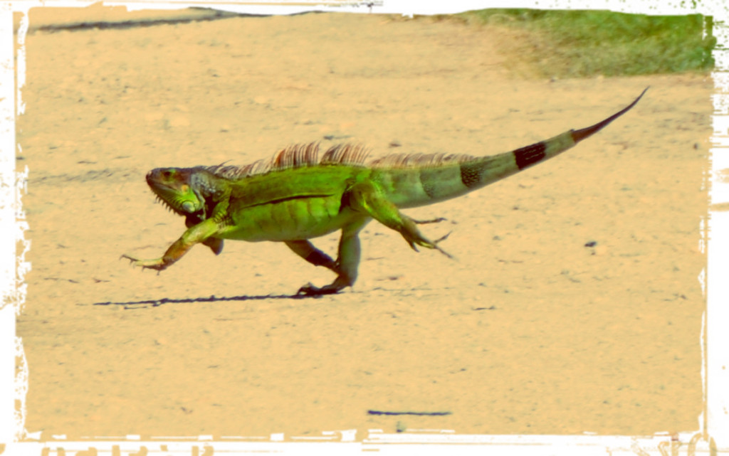 I Brake for Iguanas | Women Who Live On Rocks