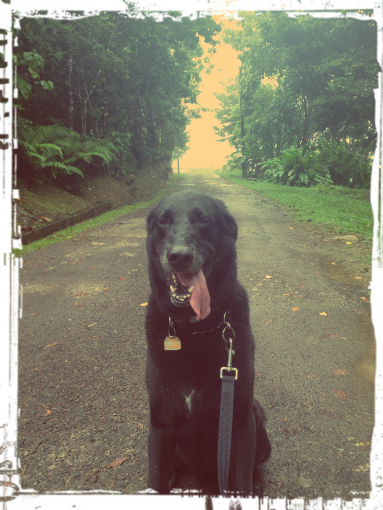 The Grenadian Pothound Lifestyle | Women Who Live On Rocks